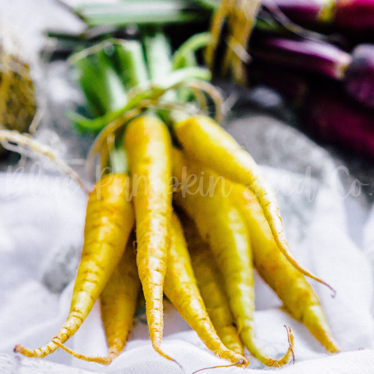 Yellowstone Carrots F1 Hybrid: Yellow Carrots Imperator | Etsy