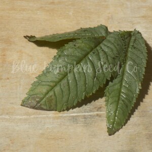Huacatay Seeds: Peruvian Black Mint, Mexican Marigold, Wild Marigold ...
