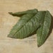Huacatay Seeds: Peruvian Black Mint, Mexican Marigold, Wild Marigold ...