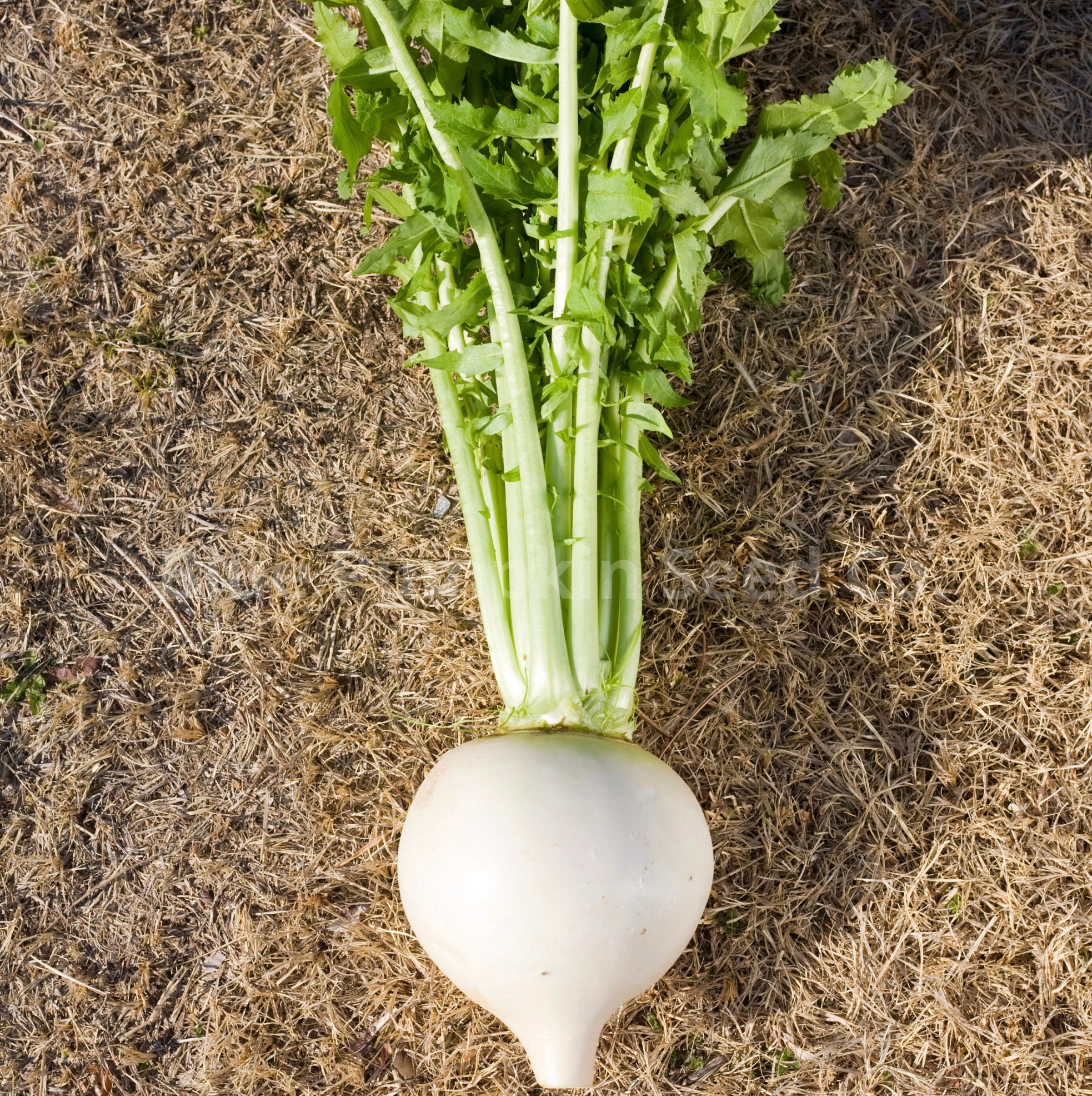 White Egg Turnip Seeds: Snowball Turnip Egg Turnip Heirloom | Etsy