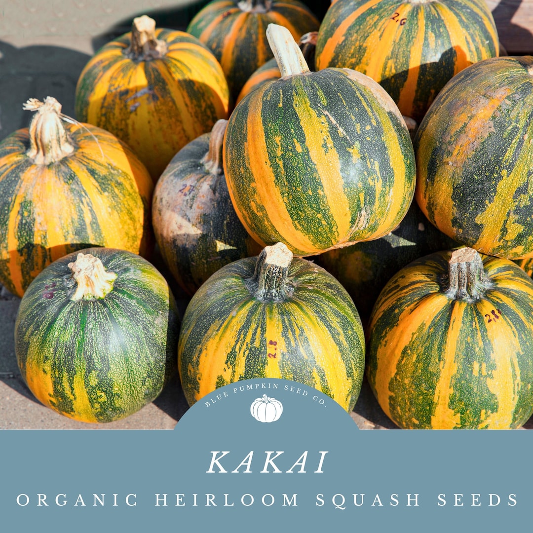 Kakai Squash Seeds (heirloom/organic/c.spp./semi-bush): Styrian, Oil Seed Pumpkin, Pepita ...