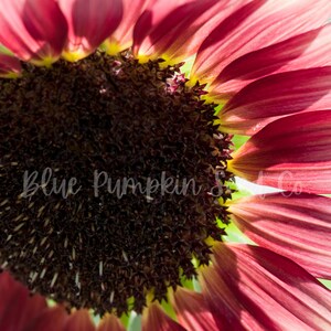 Autumn Beauty Assorted Heirloom Sunflower Seeds: Stunning Fall Sunset ...