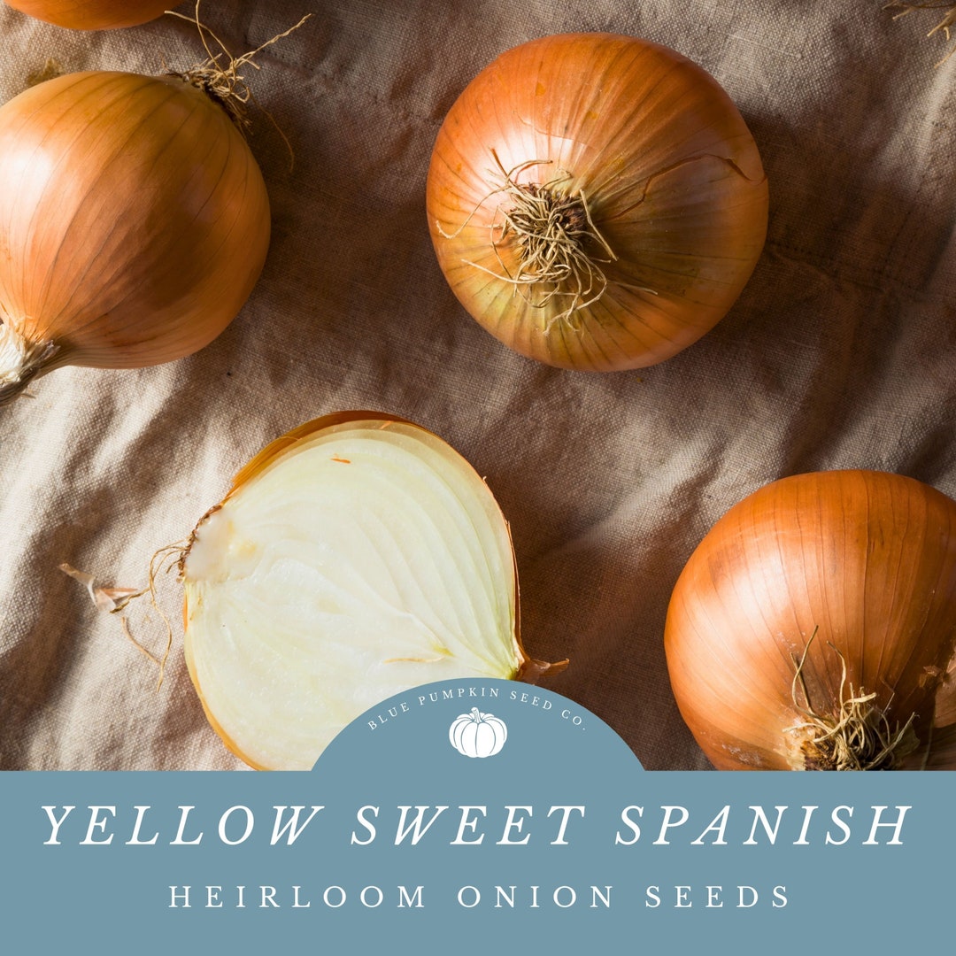 Yellow Sweet Spanish Onion Seeds (heirloom / Long Day): Yellow Onion ...