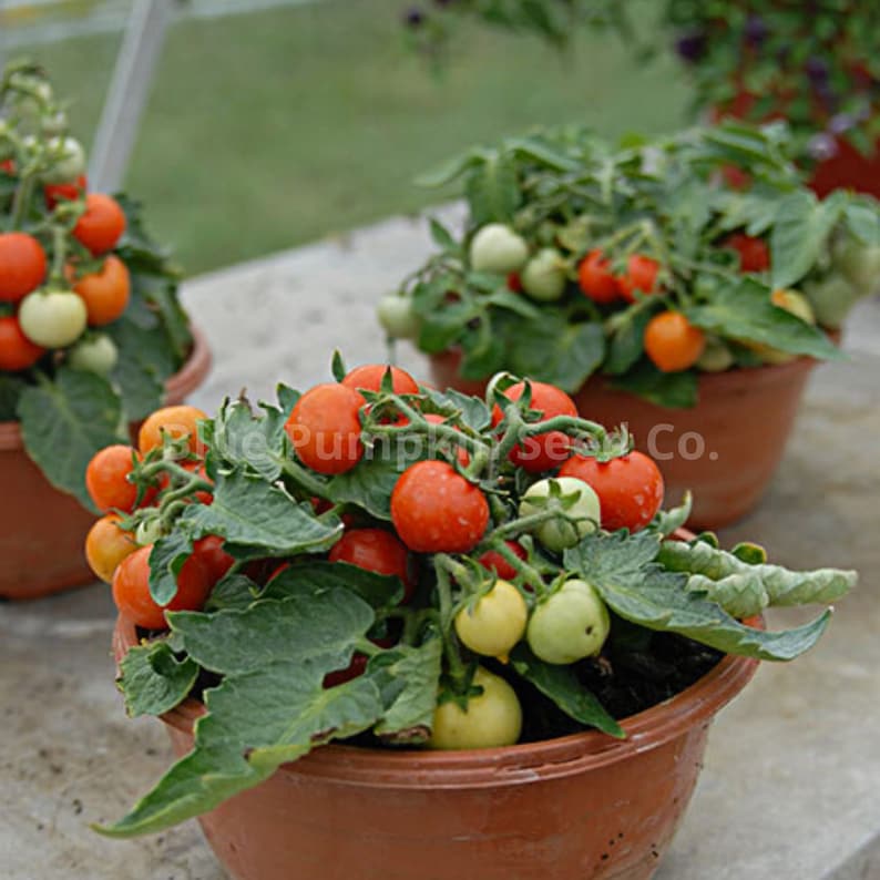 Micro Tom Tomato Seeds: Micro Tomato Miniature Tomato Dwarf - Etsy ...