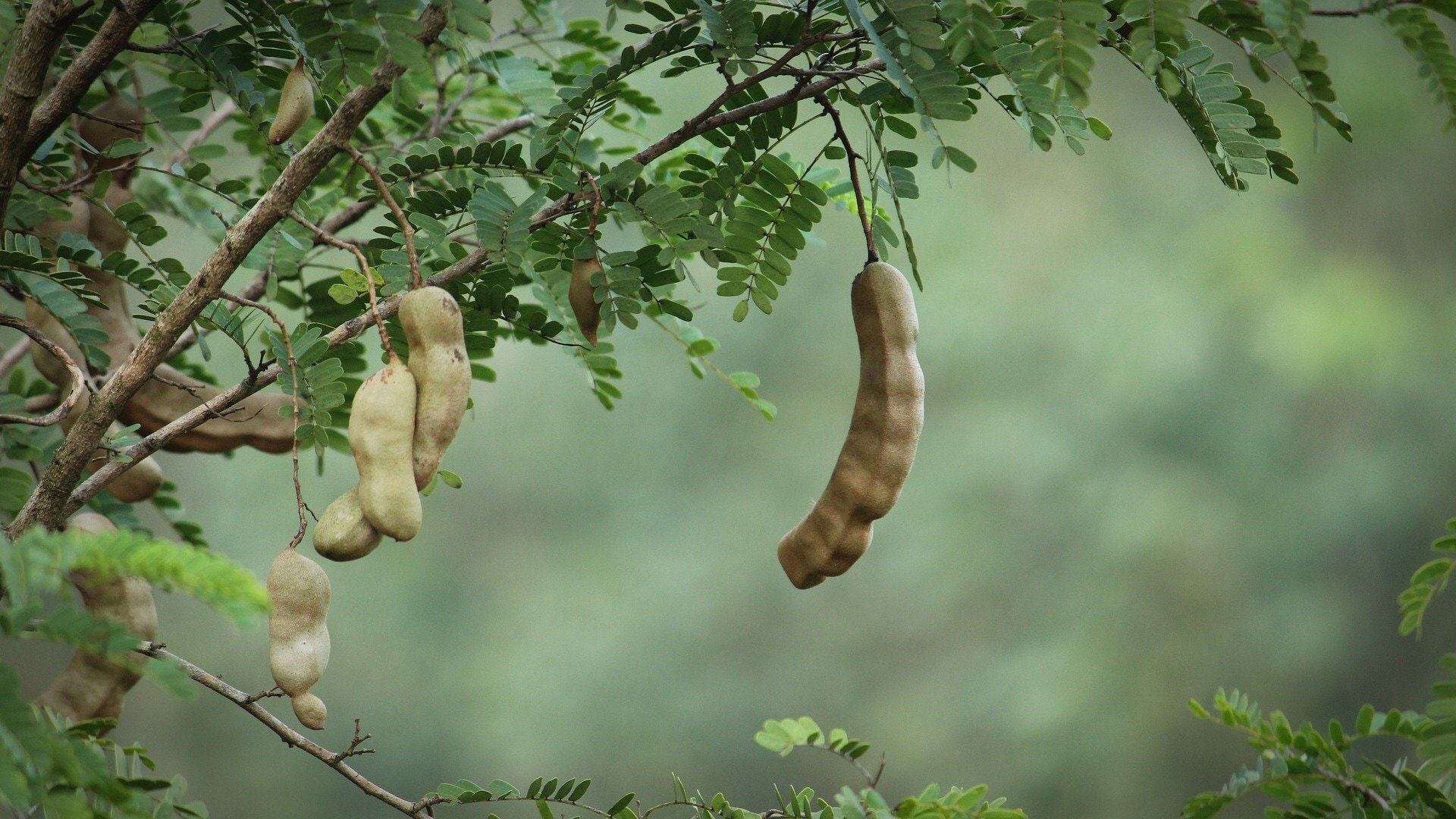 Tamarind Tree Seeds: Tamarin Tamarindo Tamarindus Indica | Etsy