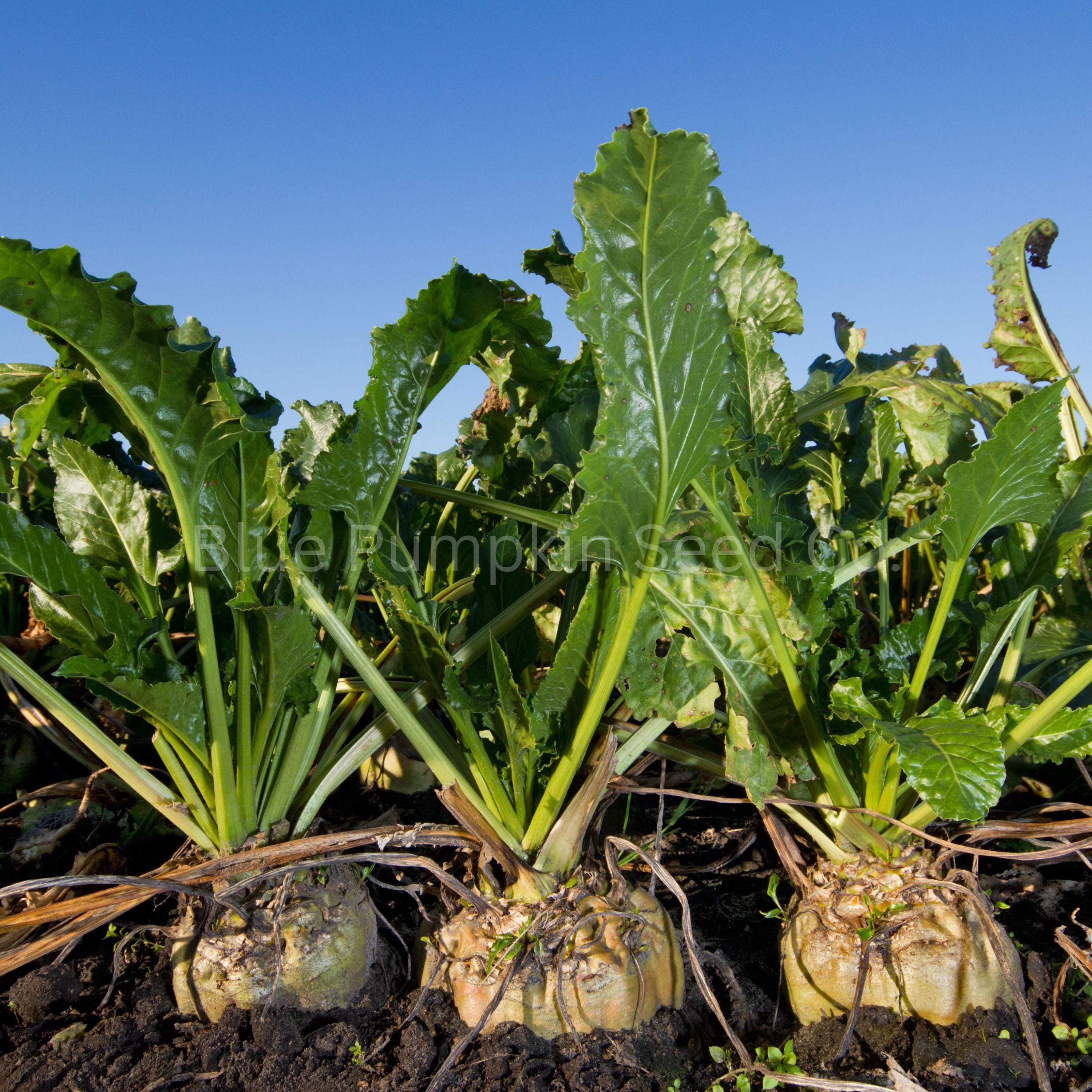 Sugar Beet Seeds: Grow Your Own Sugar! Large Sweet Beets Perfect for ...