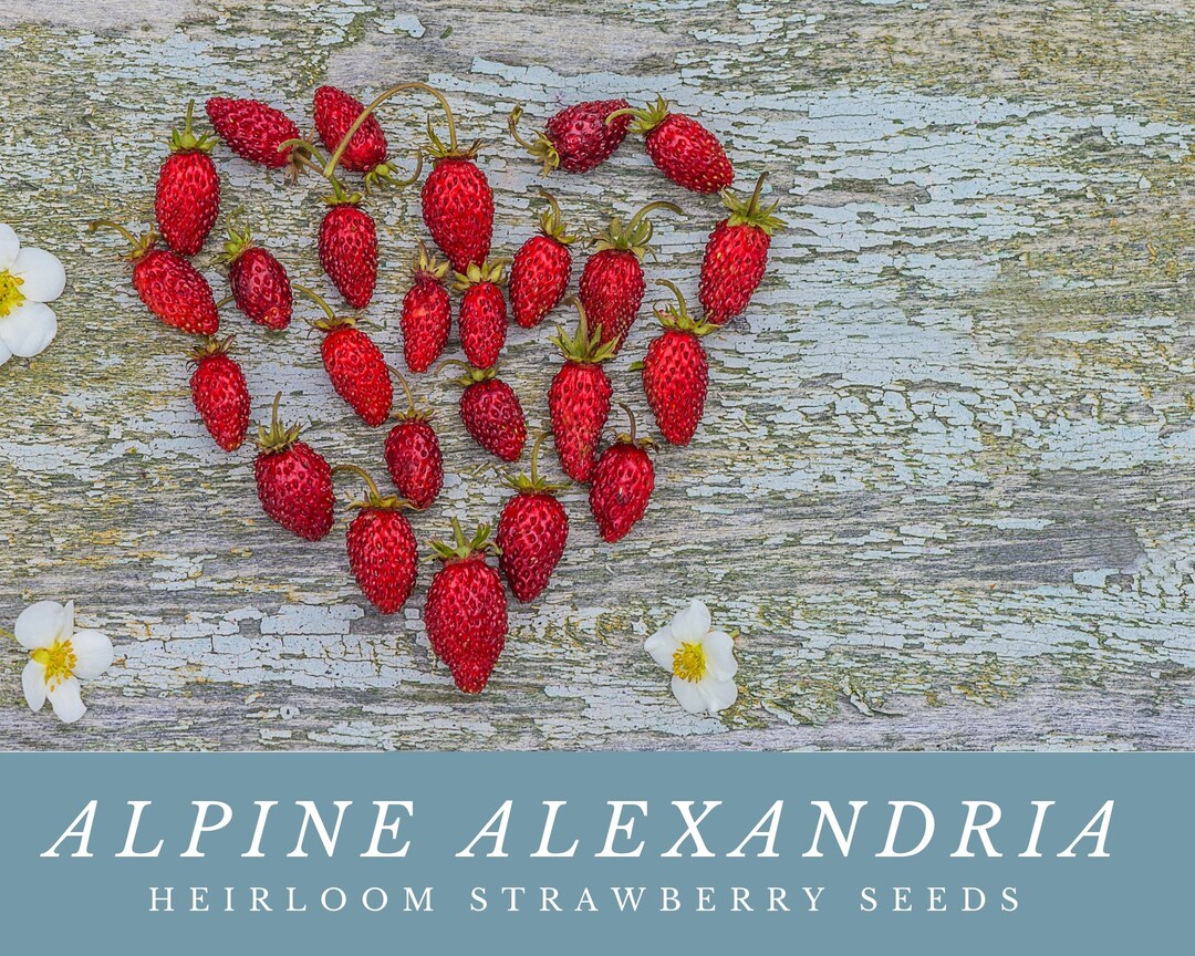 Alpine Alexandria Heirloom Strawberry Seeds: Grow Sweet and Juicy Wild ...