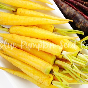 Yellowstone Carrots F1 Hybrid: Yellow Carrots, Imperator Carrot, Carrot ...