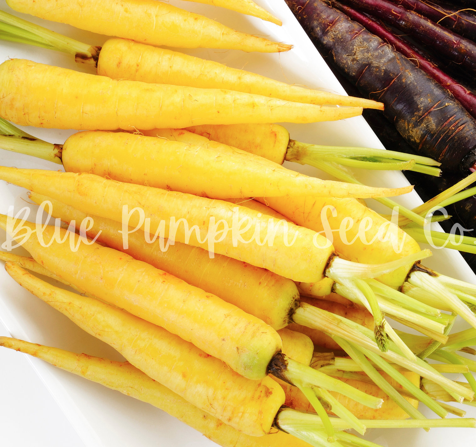 Yellowstone Carrots F1 Hybrid: Yellow Carrots Imperator | Etsy