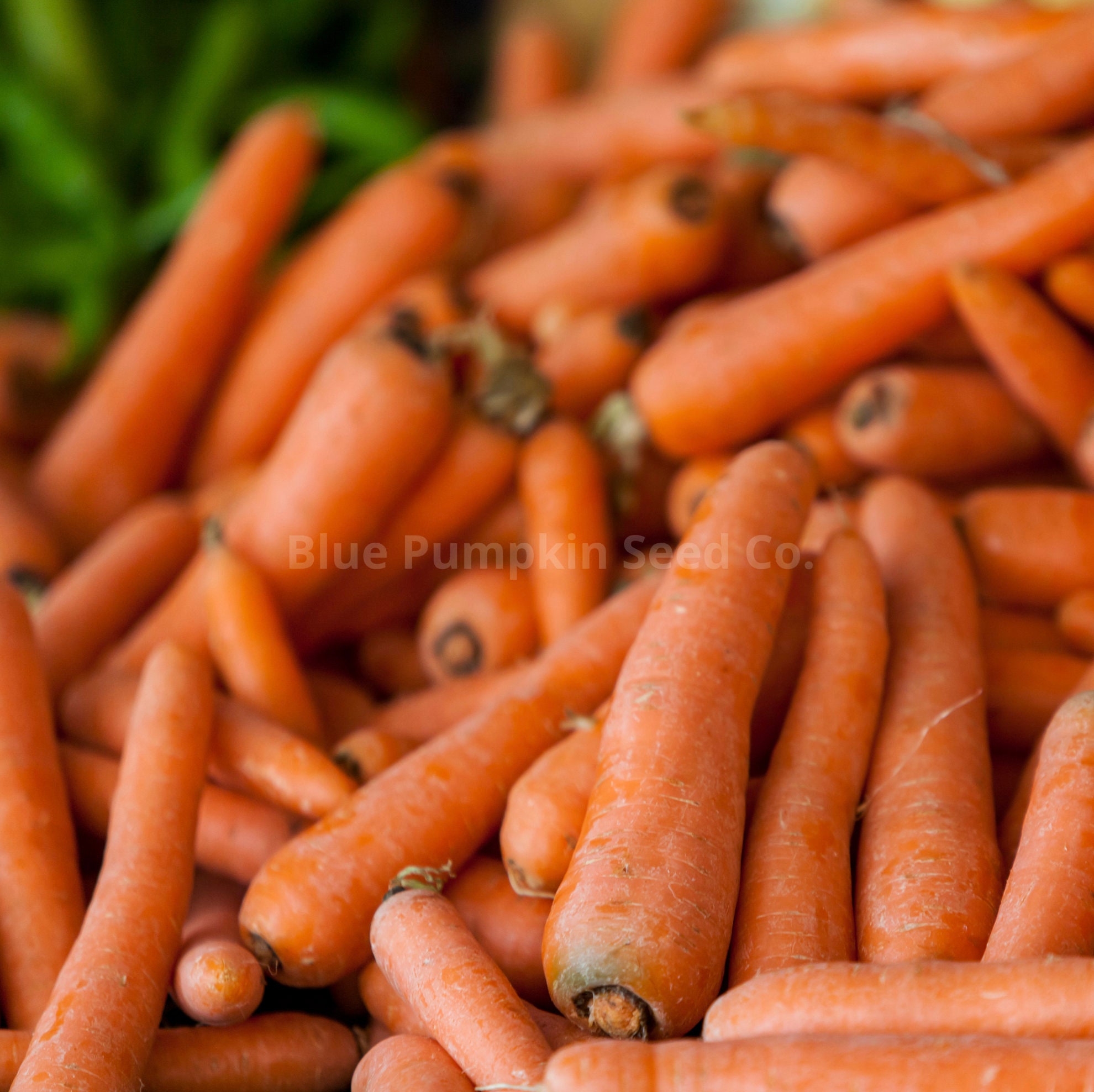 Little Fingers Carrot op/heirloom: Danvers Little Fingers | Etsy