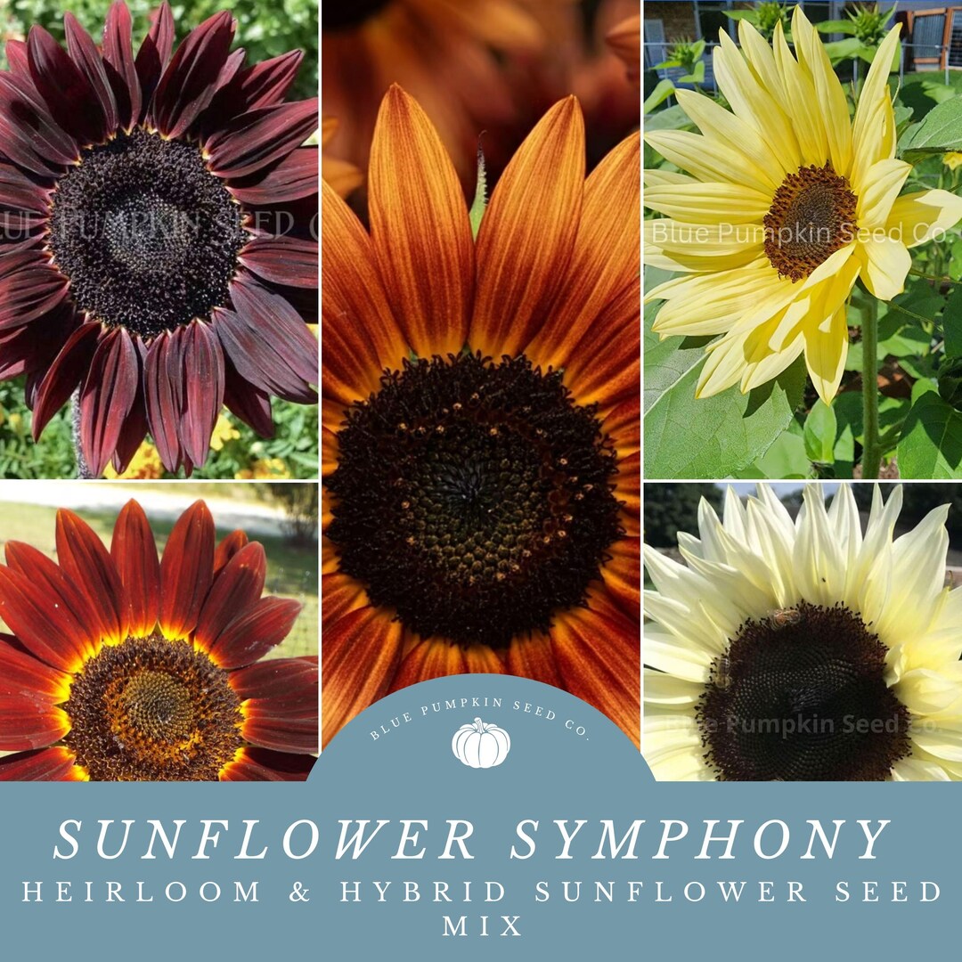 Sunflower Symphony Sunflower Seed Mix: Grow a Variety of Stunning ...