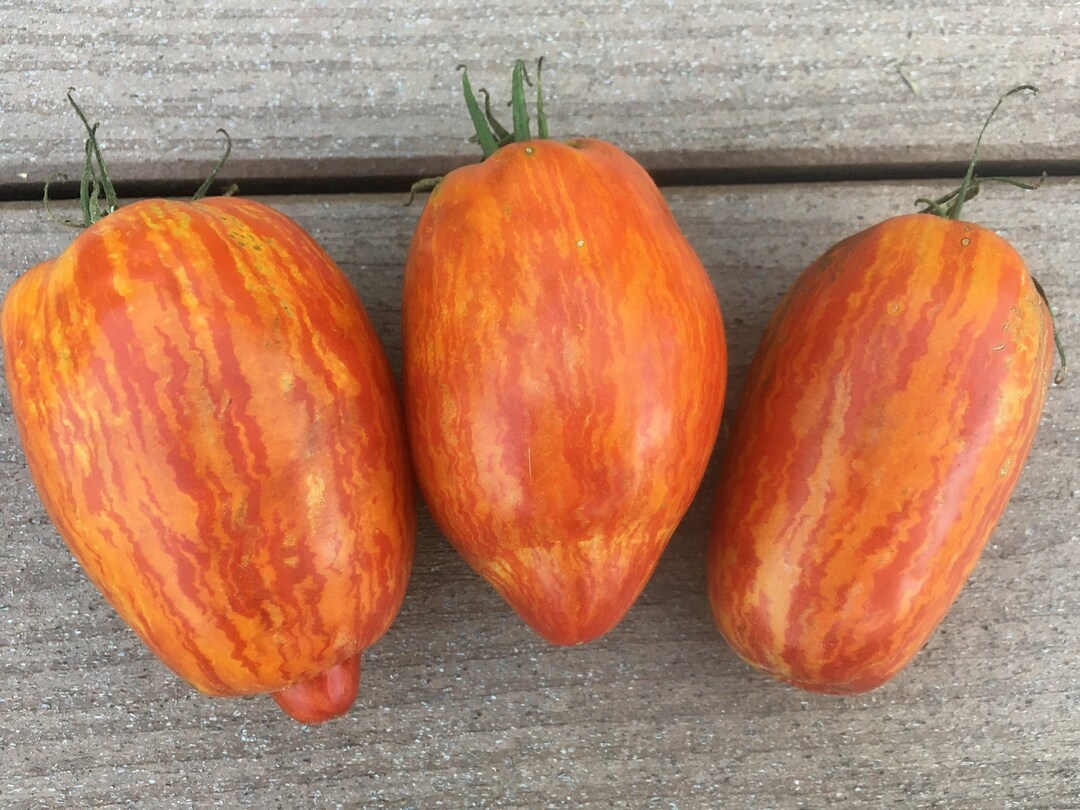 Speckled Roman Tomato organic Indeterminate Heirloom: Plum - Etsy
