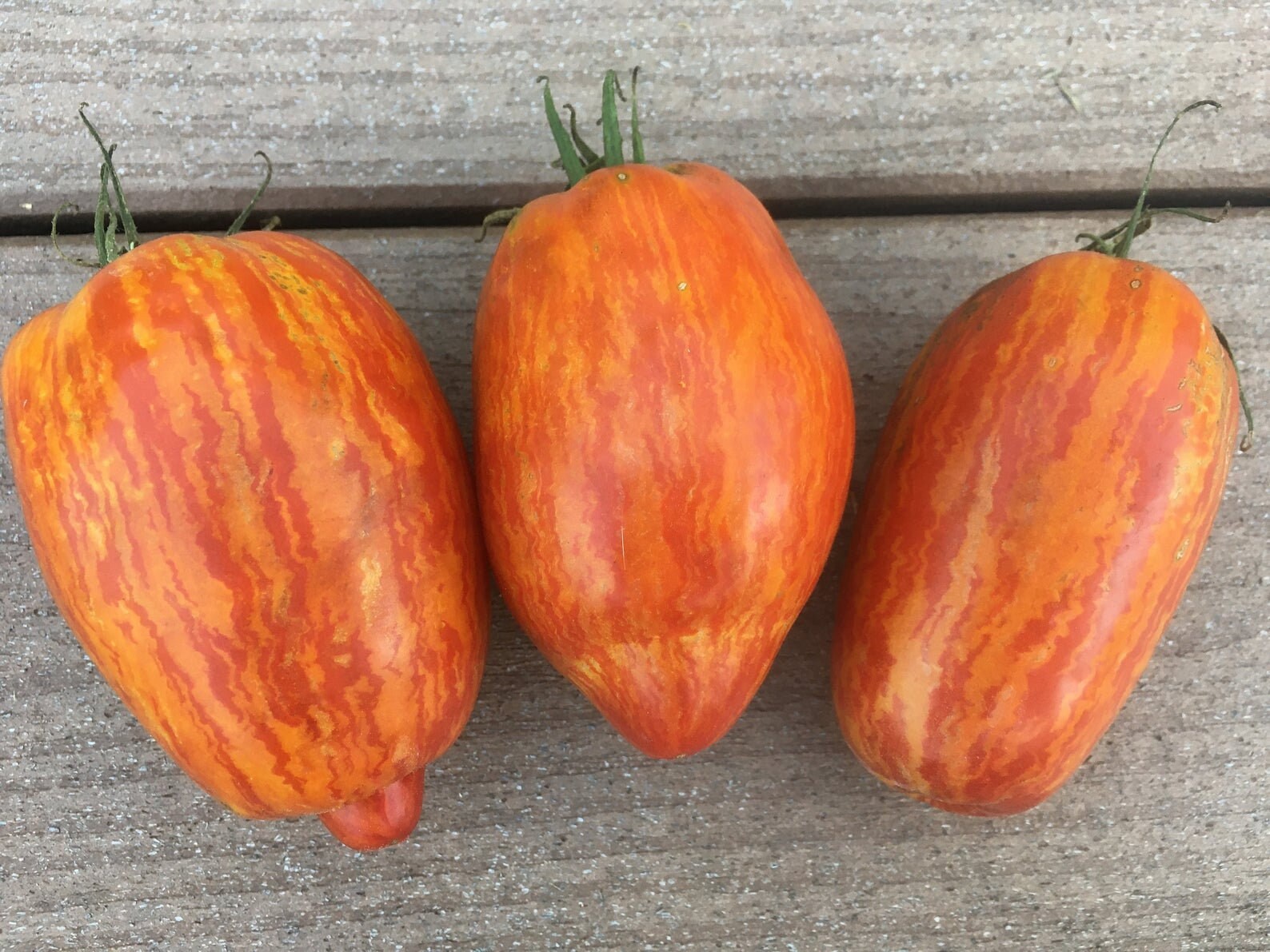 Speckled Roman Tomato (organic, Indeterminate, Heirloom): Plum Tomato ...