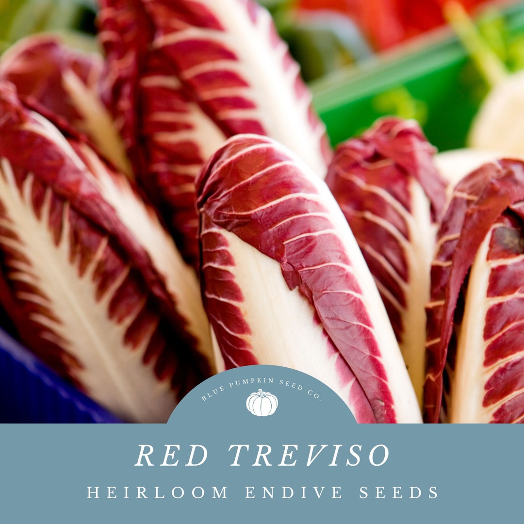 Red Treviso Endive - Grow Your Own Gourmet Endive - Elegance for Your ...