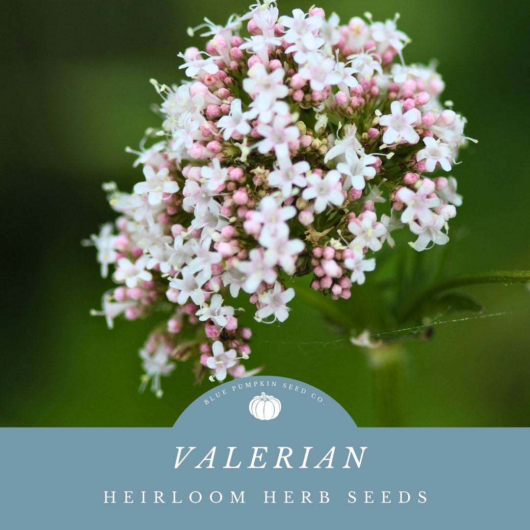 Valerian Seeds: Sleepy Plant, Valerian Root, Setwall, Baldrianwurzel ...