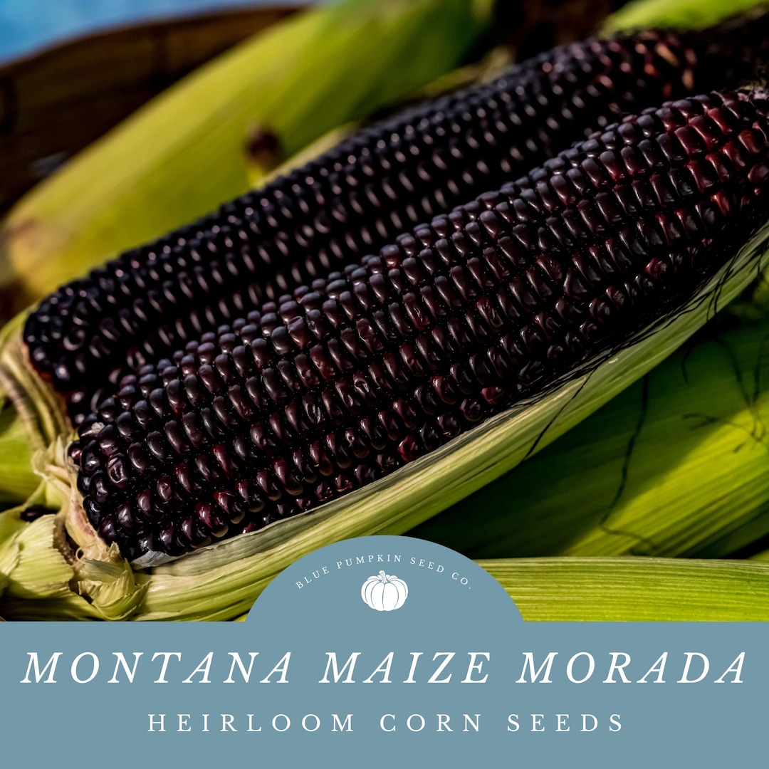 Montana Morado Maize Corn Seeds - Perfect for Homemade Purple Cornbread ...