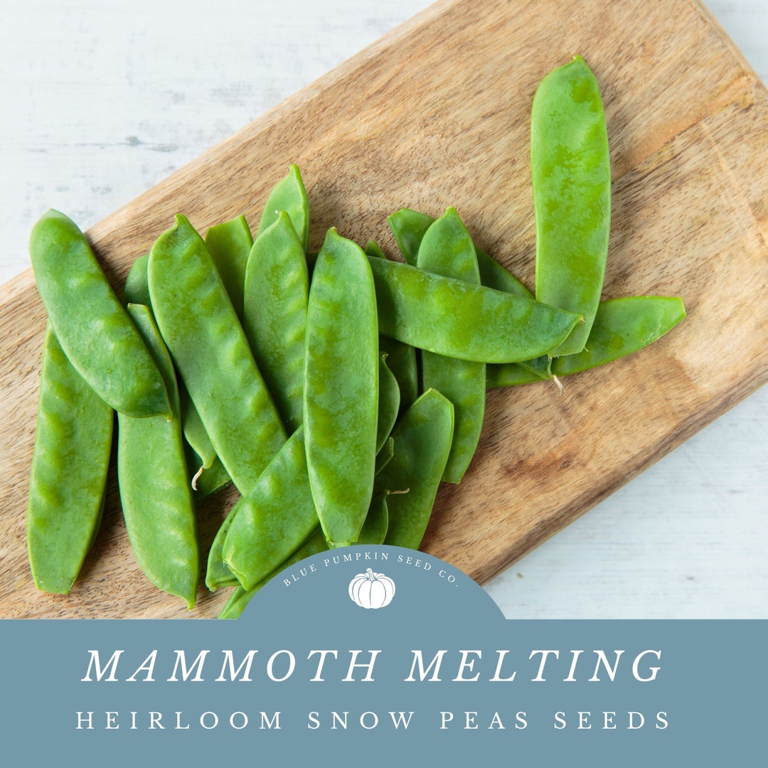 Mammoth Melting Snow Peas (heirloom): Mammoth Peas, Giant Snow Pea ...