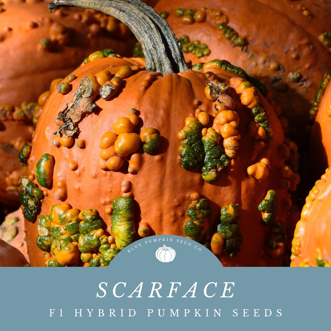 Scarface F1 Pumpkin Seeds: Grow Edible Festive Warted Pumpkins-perfect ...