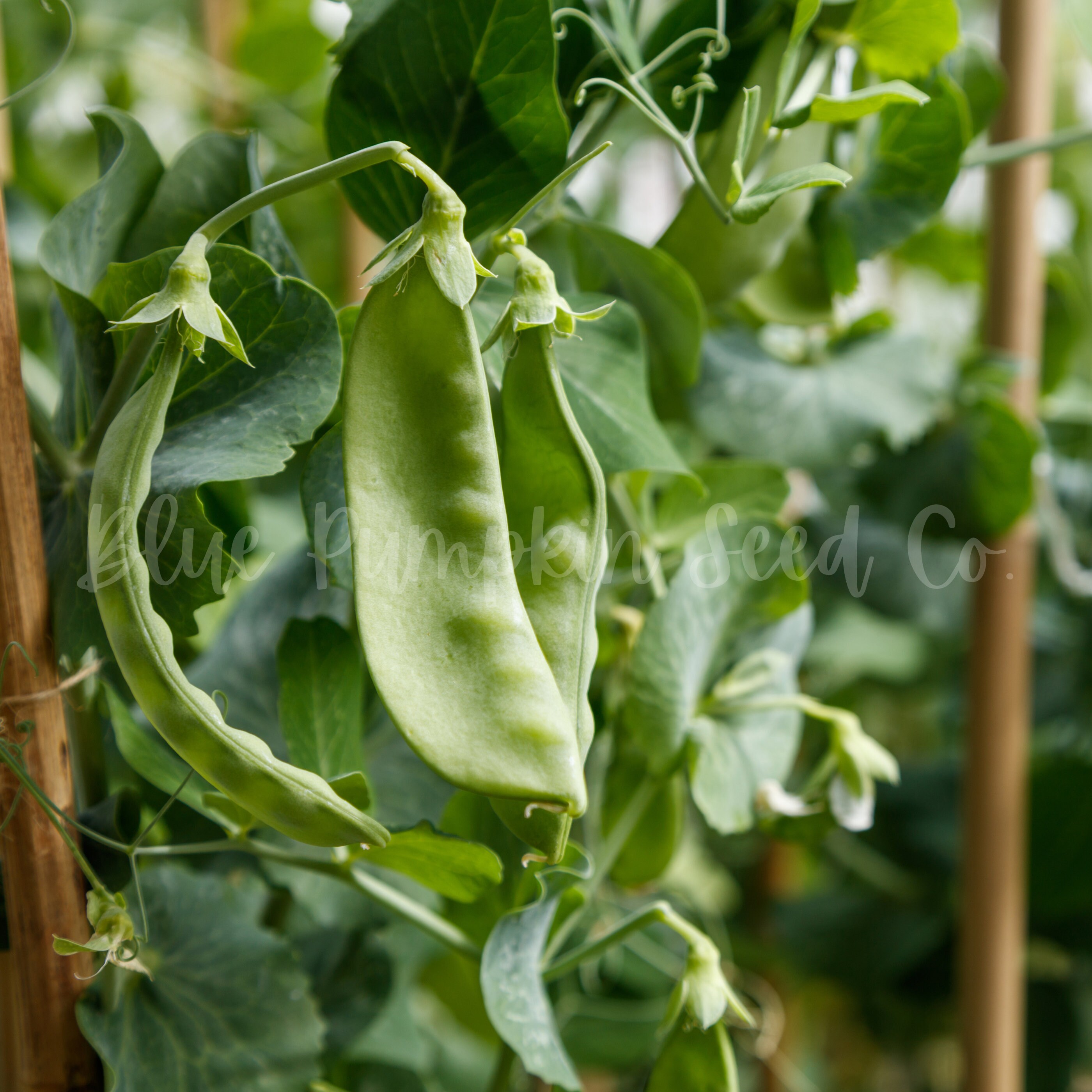 Mammoth Melting Snow Peas (heirloom): Mammoth Peas, Giant Snow Pea ...