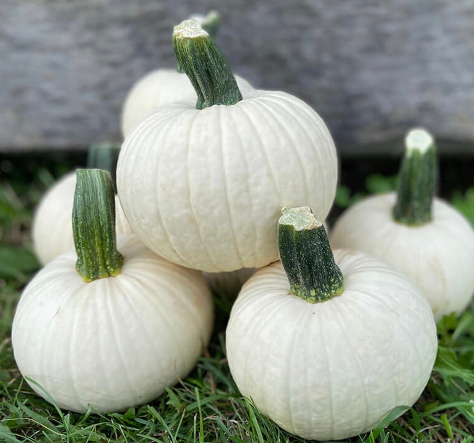 Icicle Pumpkin (f1) Seeds: White Cannonball Pumpkin, White Pie Pumpkin ...