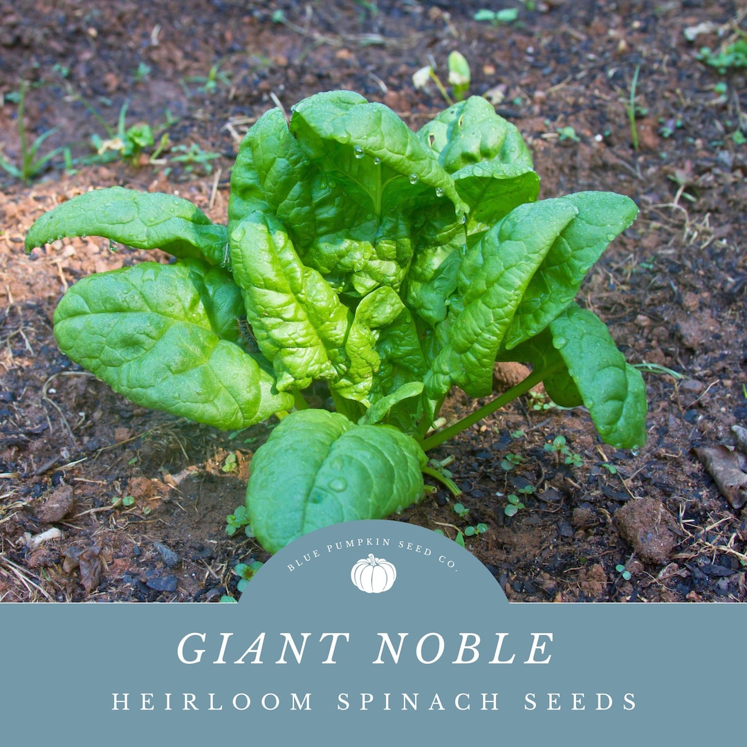Giant Noble Spinach Seeds: Grow Large Succulent Leaves of This Tasty ...