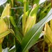Golden Bantam 12 OP/ Heirloom Seeds: Burpees Bantam, Golden Bantam ...