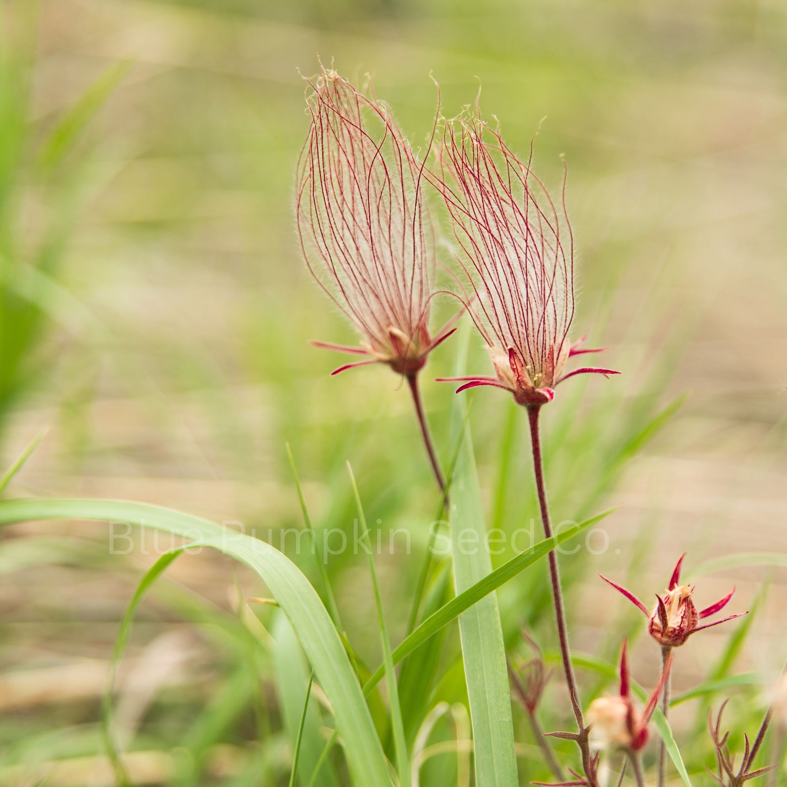 Prairie Smoke Seeds (geum Triflorum) | Enchanting Wildflower, Unique ...