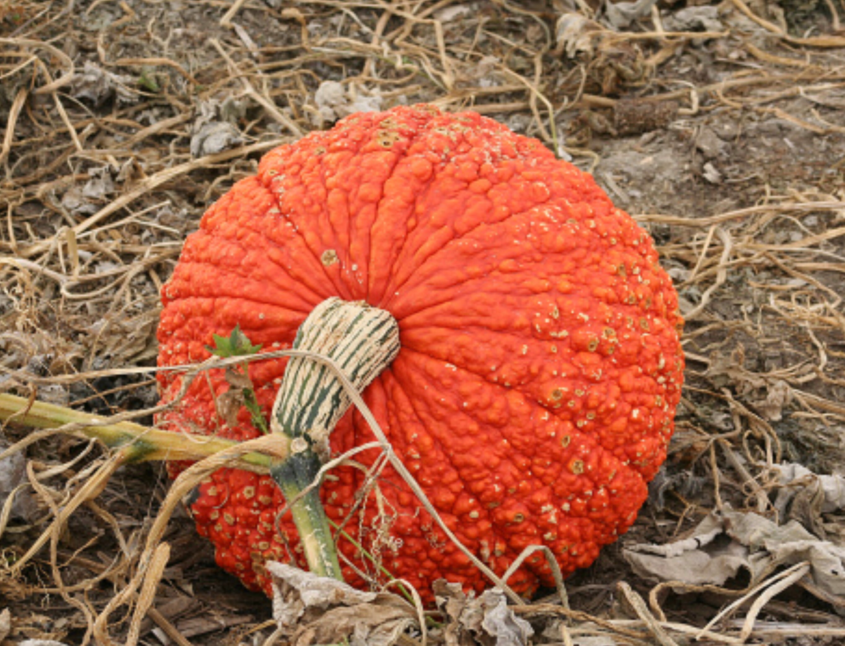 Red Warty Thing Pumpkin (heirloom/c.maxima): Essex Hubbard, Essex Red ...