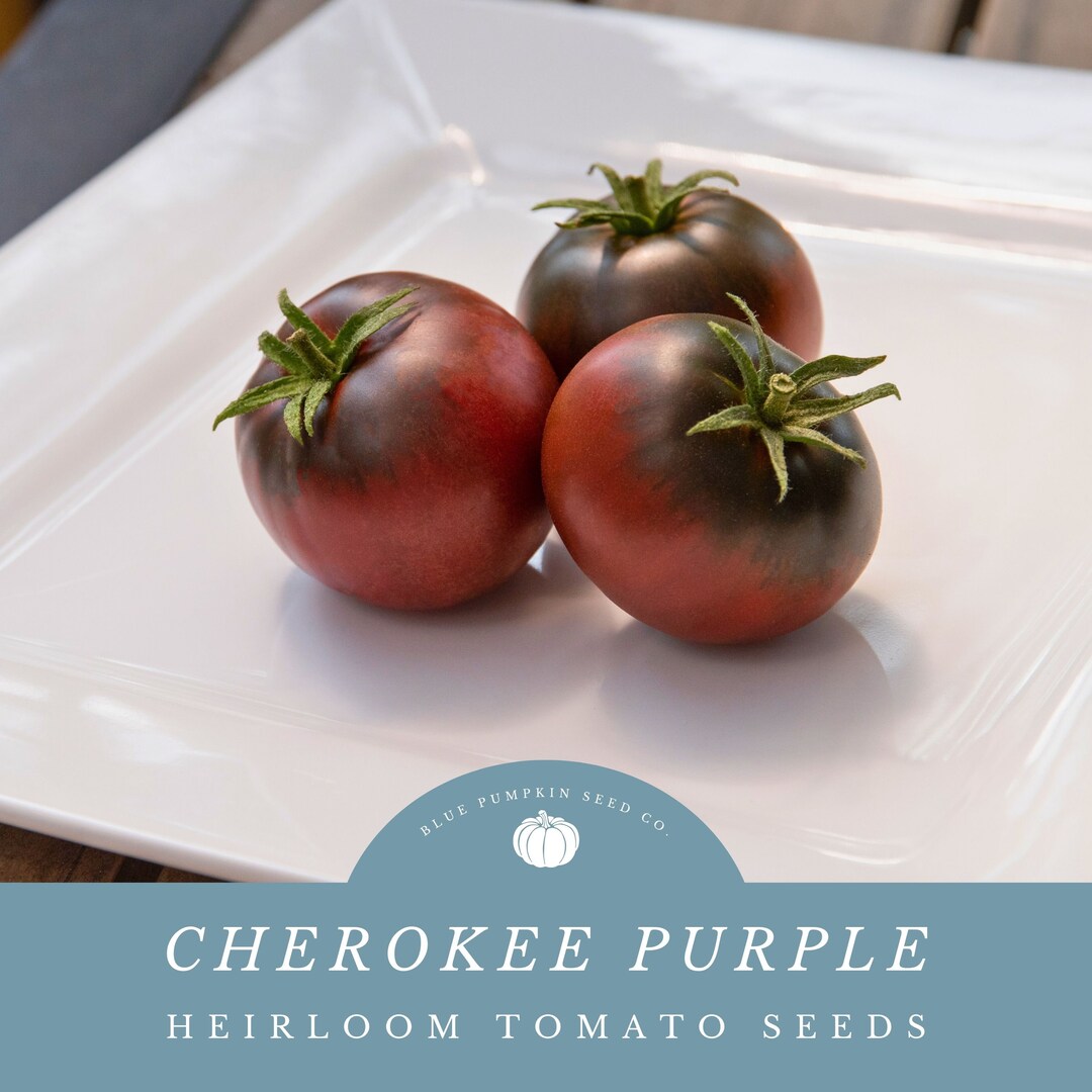 Cherokee Purple Tomato Seeds - Perfect for Sandwiches and Container ...