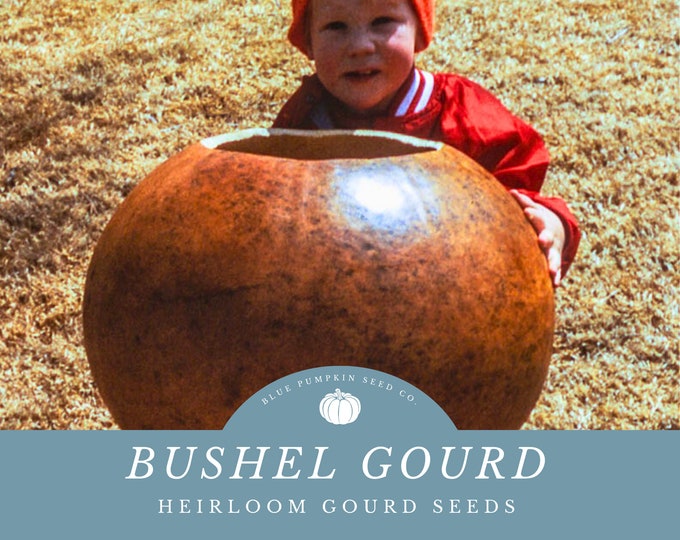 Giant African Gourd Seeds - Etsy