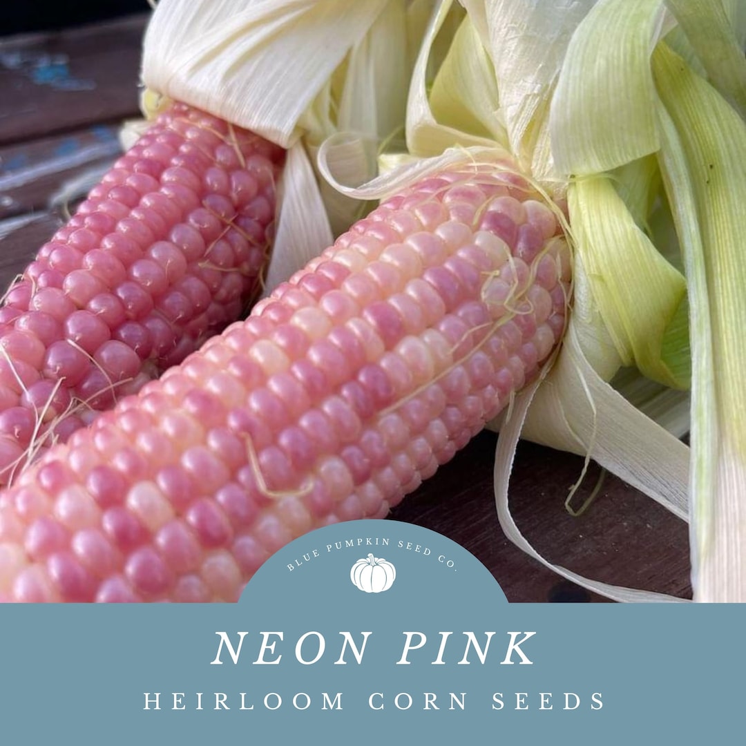 Neon Pink Corn (heirloom/op) Seeds: Pink Corn, Pink Popping Corn ...