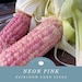Hopi Blue Indian Corn: Heirloom, Native American Corn, Field Corn, Hopi ...