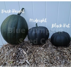 Black Kat F1 Pumpkin Seeds: Grow Black Pumpkins for Sinister Halloween ...