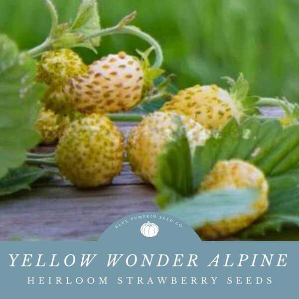 Alpine Strawberry - Etsy