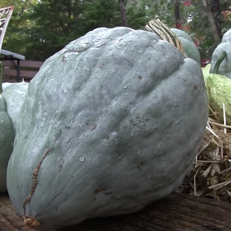 Blue Hubbard Squash Seeds - Perfect for Autumn Decor and Delicious ...