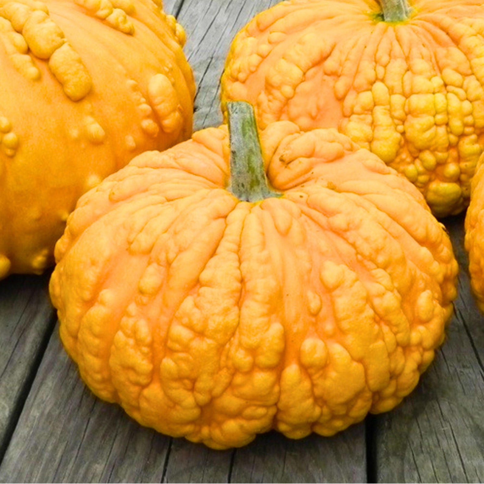 Sanchez F1 Pumpkin Seeds (treated) - Grow Quirky Squatty Warted ...