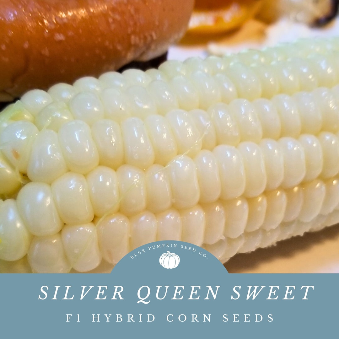 Silver Queen Sweet Corn (OP/F1 Hybrid): Silver Corn, White Corn, Sweet ...