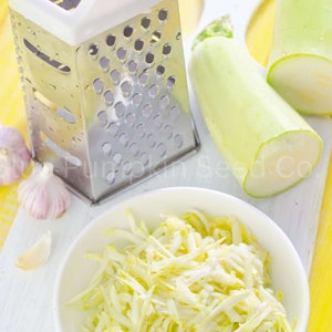 White Marrow Bush Summer Squash (c.pepo / OP) Seeds: Vegetable Marrow ...