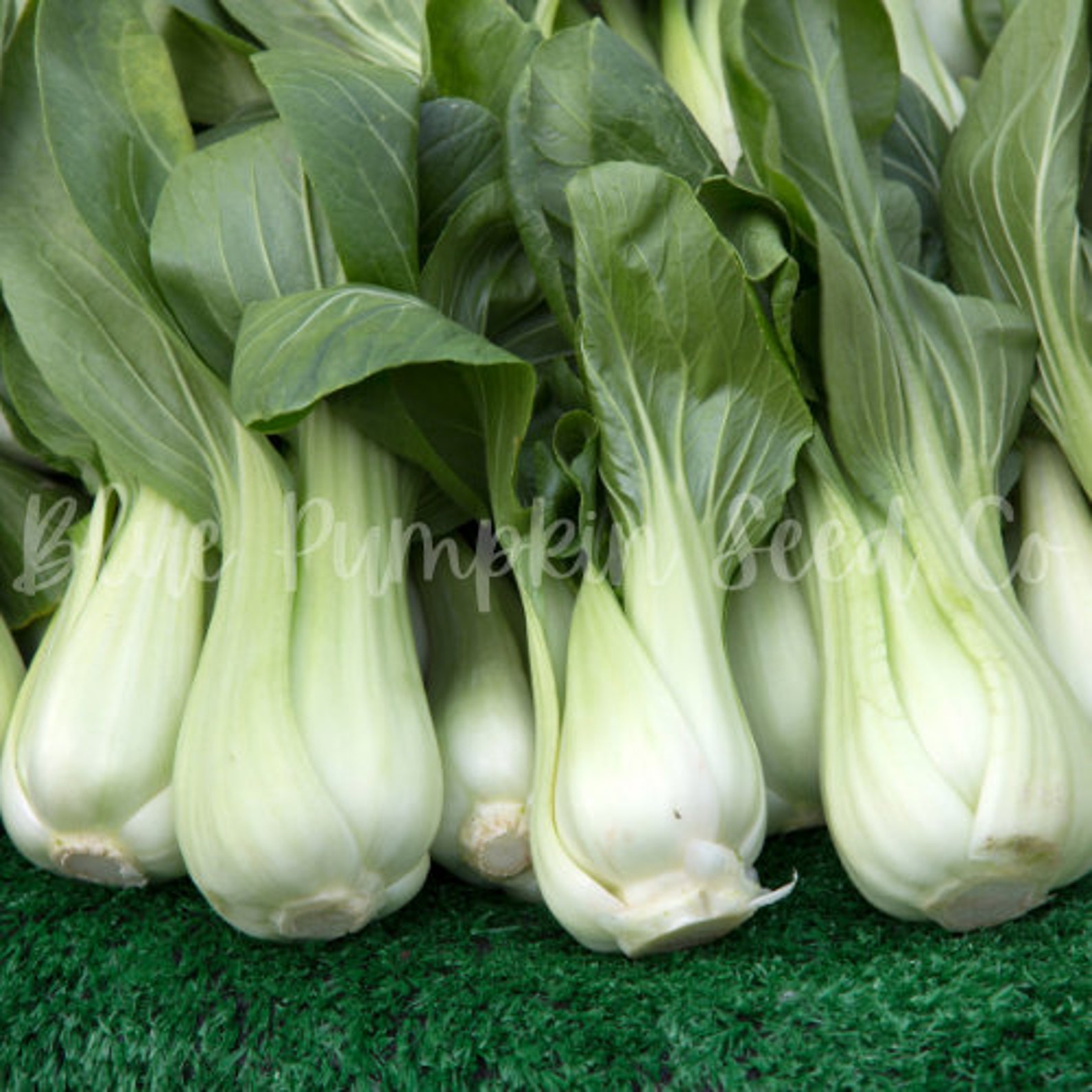 Pak Choi Seeds heirloom: Pak Choy Bak Choi Bak Choy | Etsy