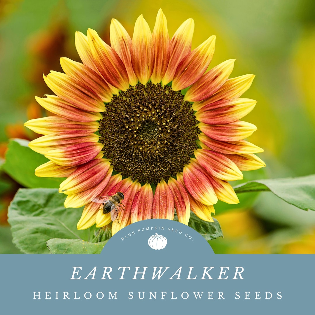 Earthwalker Sunflower Seeds: Fall Beauties - Grow Stunning Copper and ...