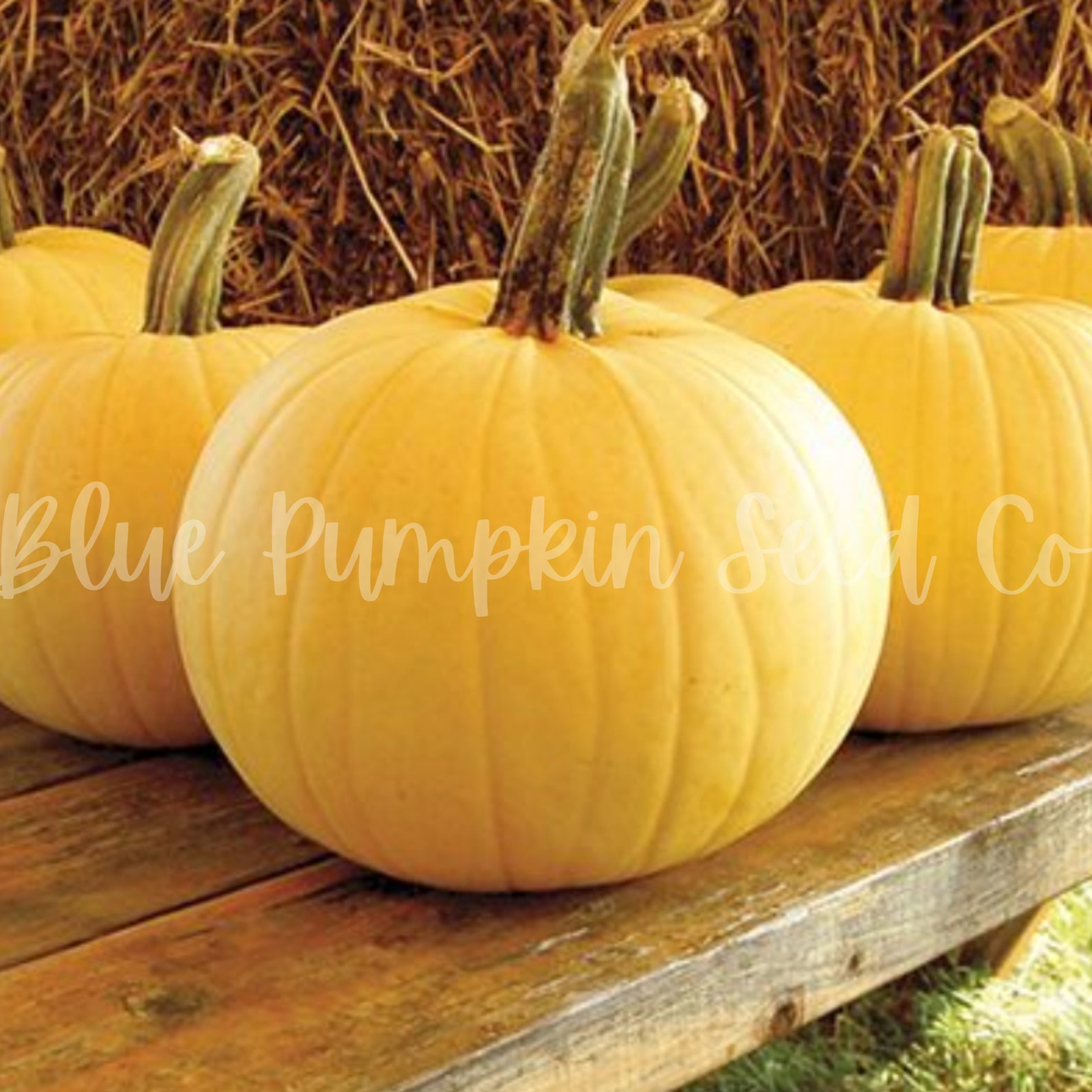 Sunlight Pumpkin f1/c.spp/pmr Seeds: Yellow Pumpkin - Etsy