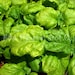 Large Leaf Italian Basil (heirloom): Extra Large Basil, Sweet Basil ...