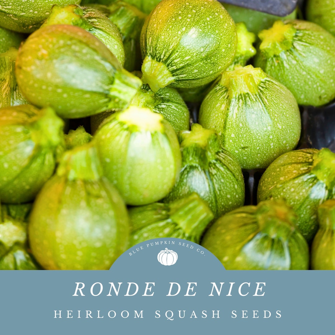 Ronde De Nice Squash (french Heirloom) Seeds: Round Zucchini, Emerald ...