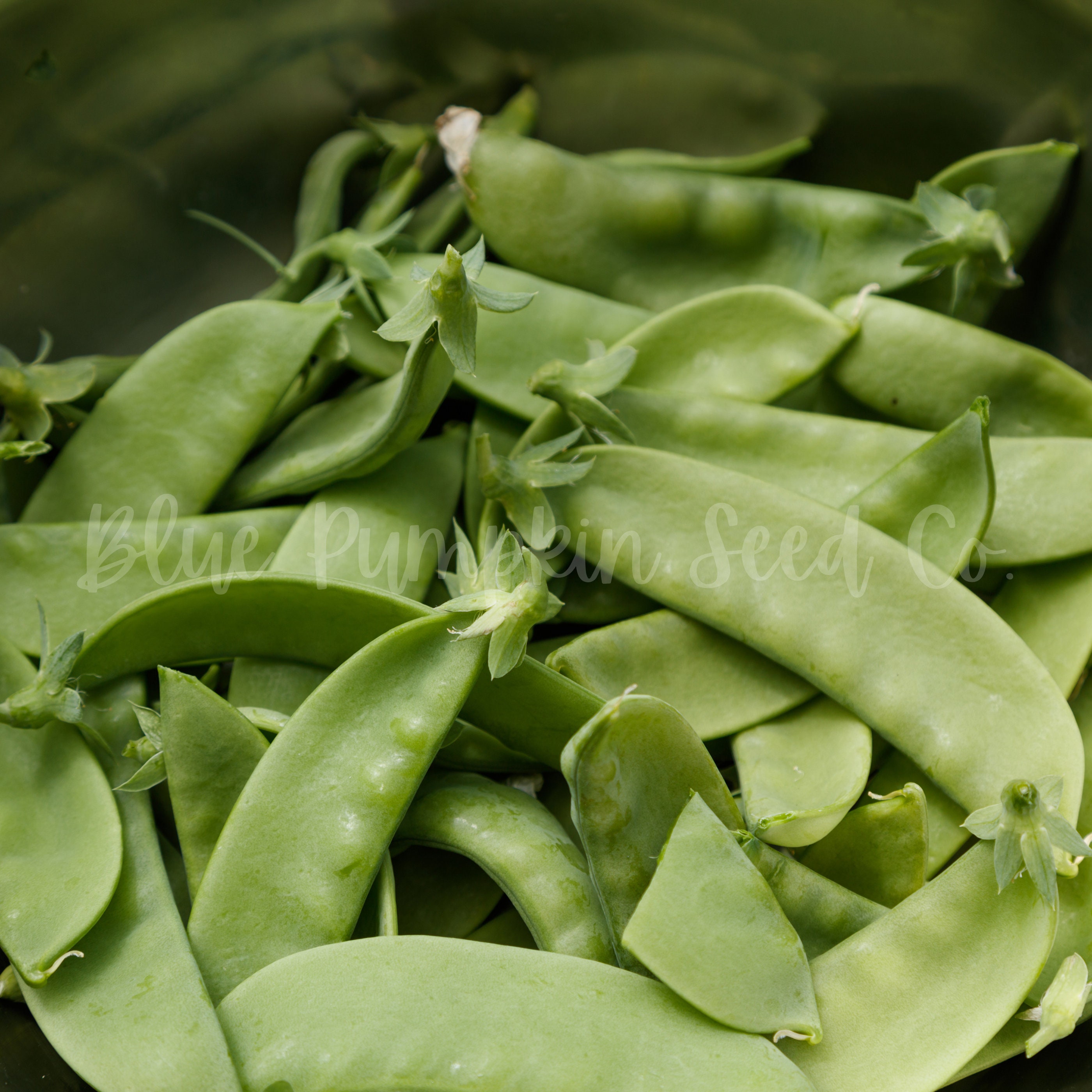 Mammoth Melting Snow Peas (heirloom): Mammoth Peas, Giant Snow Pea ...