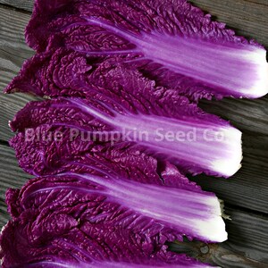 Merlot Chinese Cabbage (F1) Seeds: Purple Chinese Cabbage, Red Chinese ...