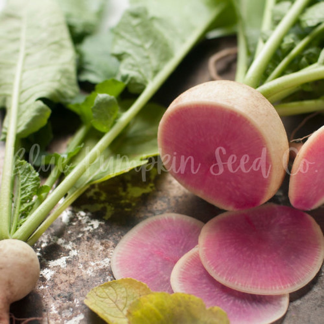 Watermelon Radish: Shinrimei Misato Asian Red Meat Xin Li - Etsy