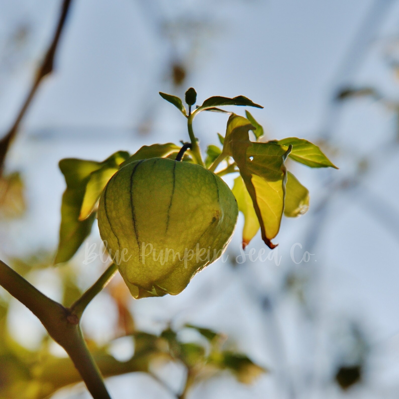 Pineapple Ground Cherry (heirloom) : Ground Cherry, Inca Berry, Golden ...