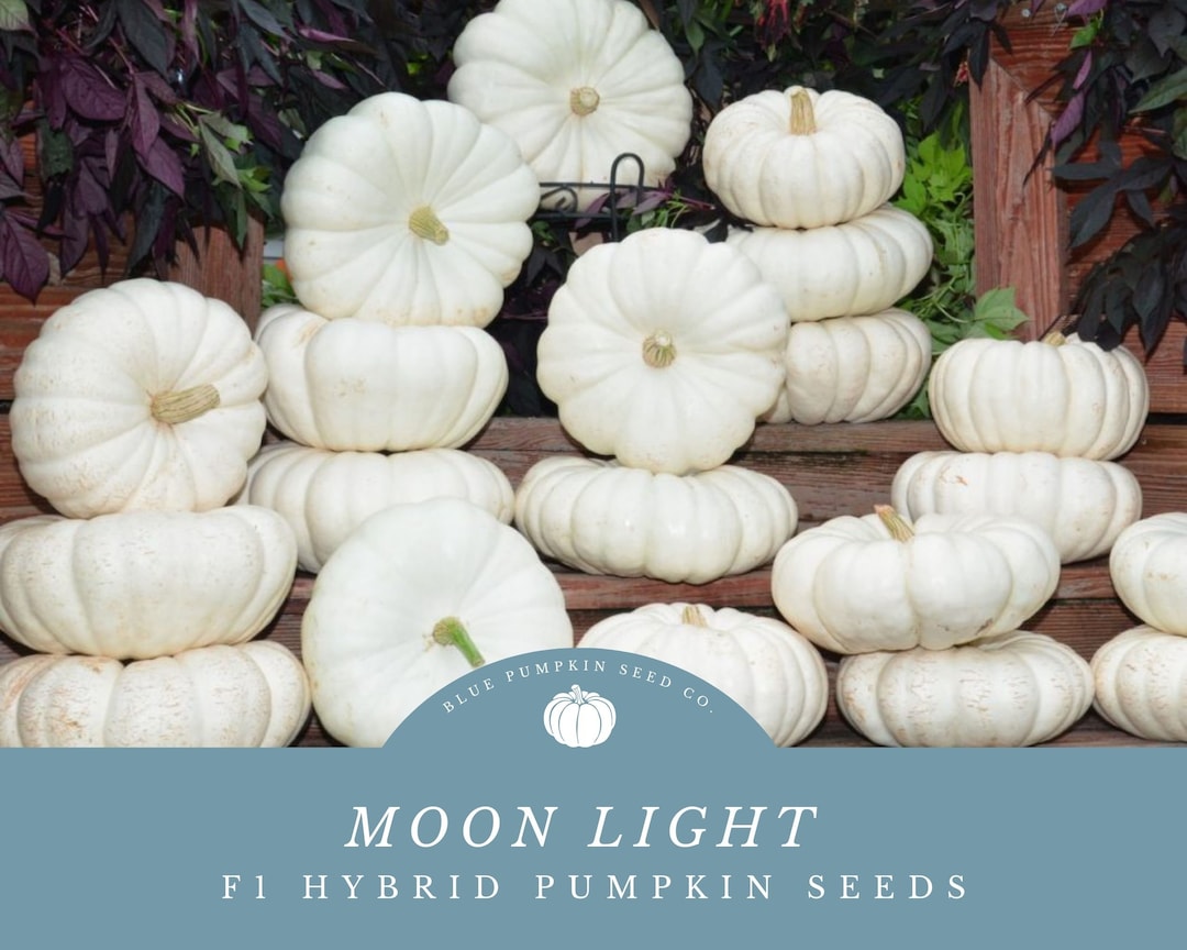 Moonlight F1 Pumpkin Seeds: Heavy Yields of Stunning White Flat ...