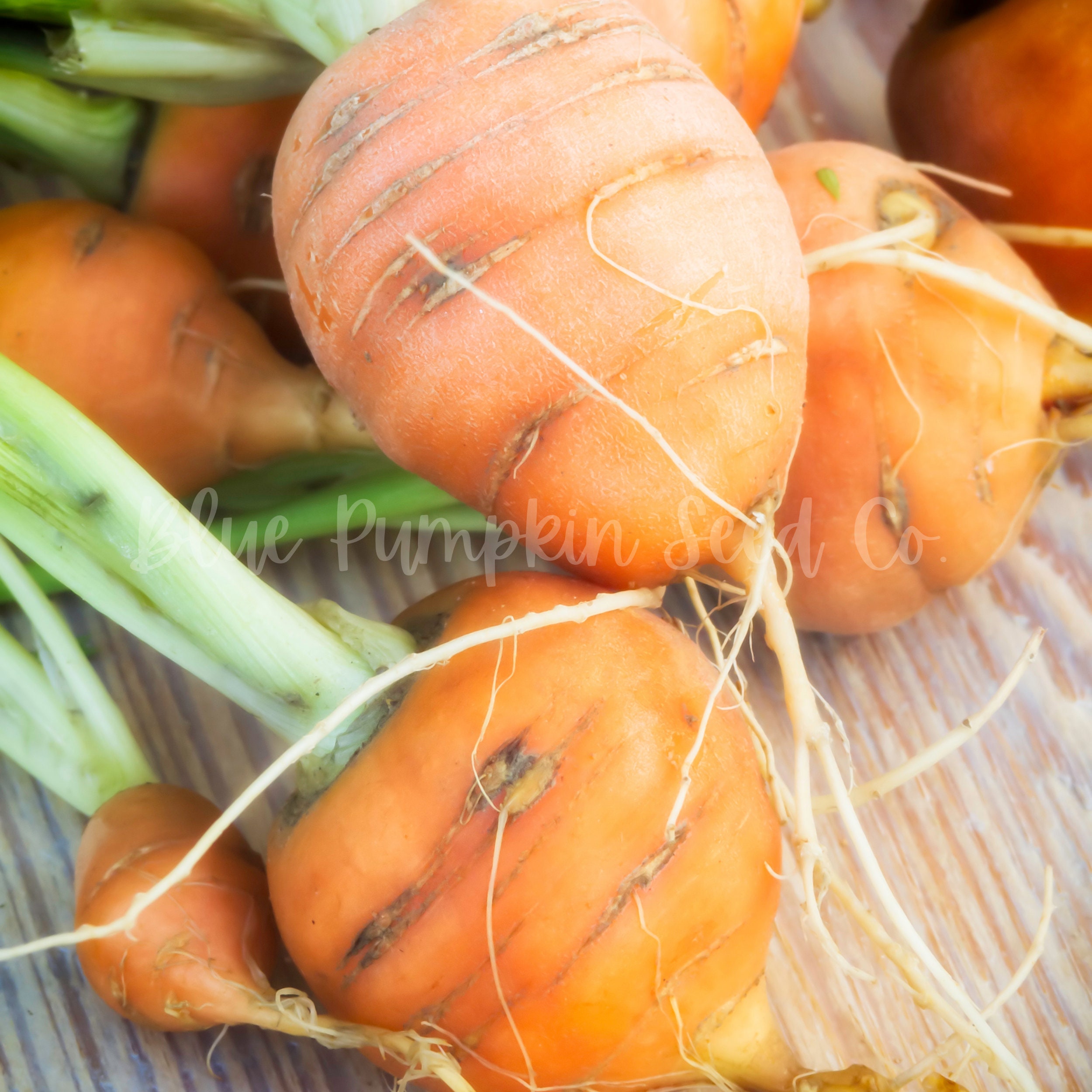 Paris Market Carrot heirloom: Parisian Carrot Ox Heart - Etsy