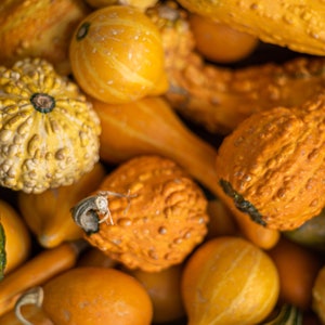 Mini Gourd (heirloom Mix/ C.pepo) Seed Mix: Fall Seed Mix, Gourd Seeds ...